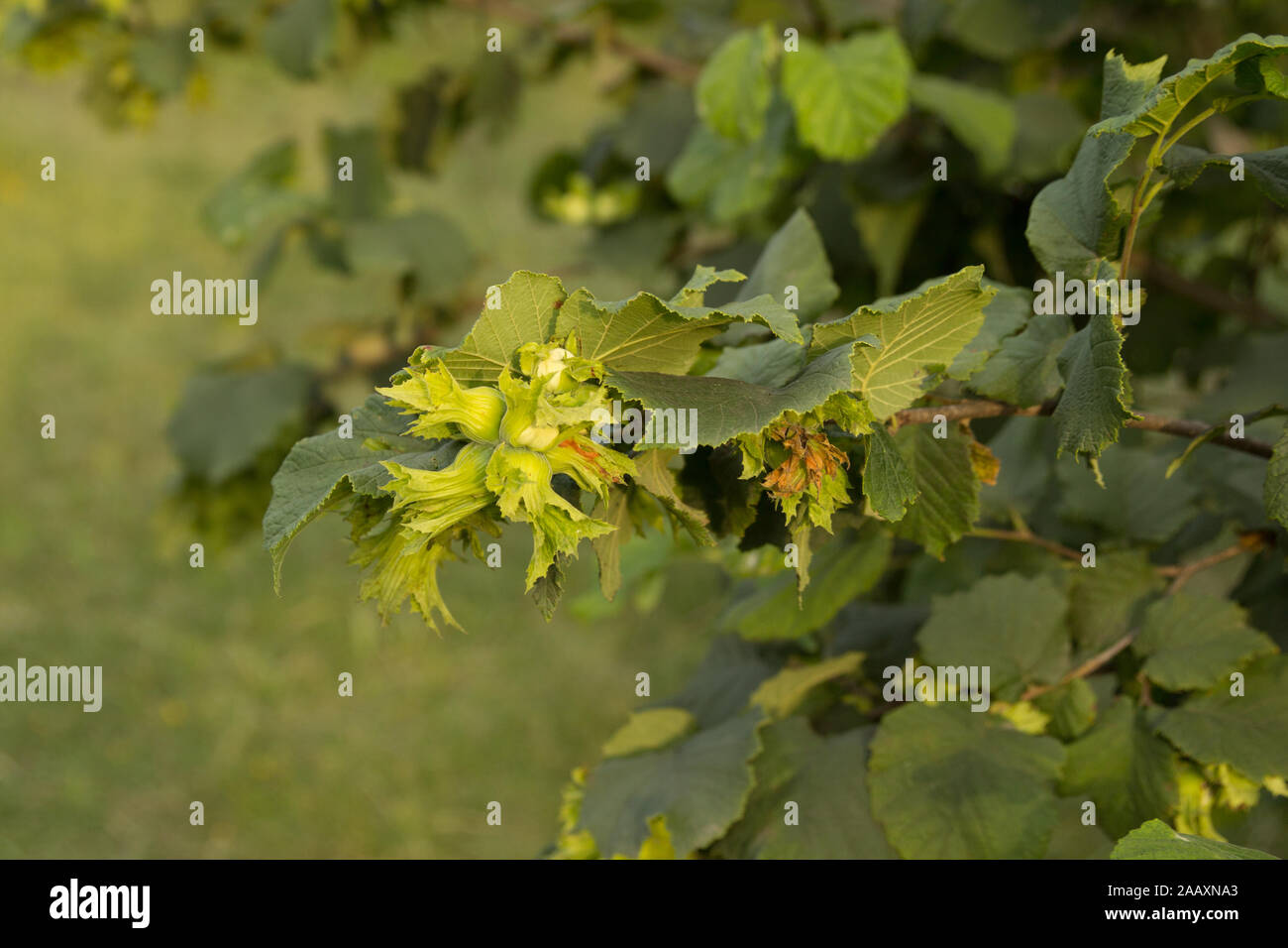 Hazelnut unripe on the bush with green hazelnut leaves Stock Photo - Alamy