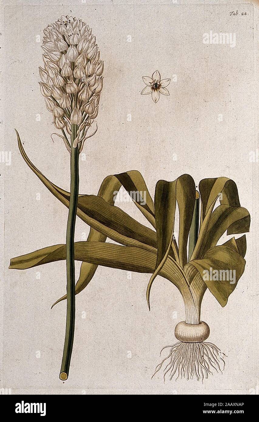 Ornithogalum Thyrsoides Chincherinchee High Resolution Stock ...