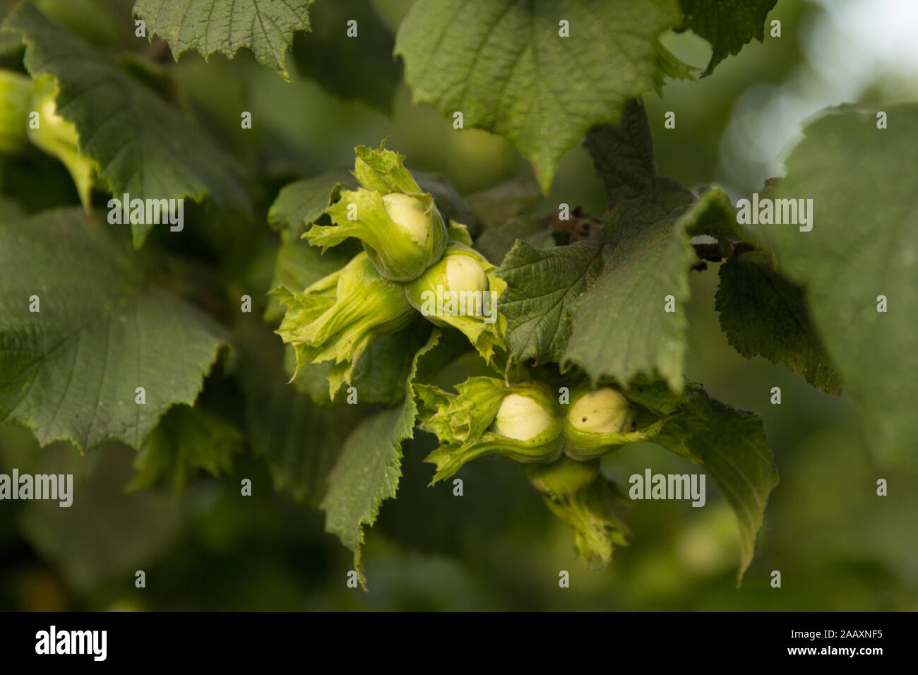 Hazelnut unripe on the bush with green hazelnut leaves Stock Photo - Alamy
