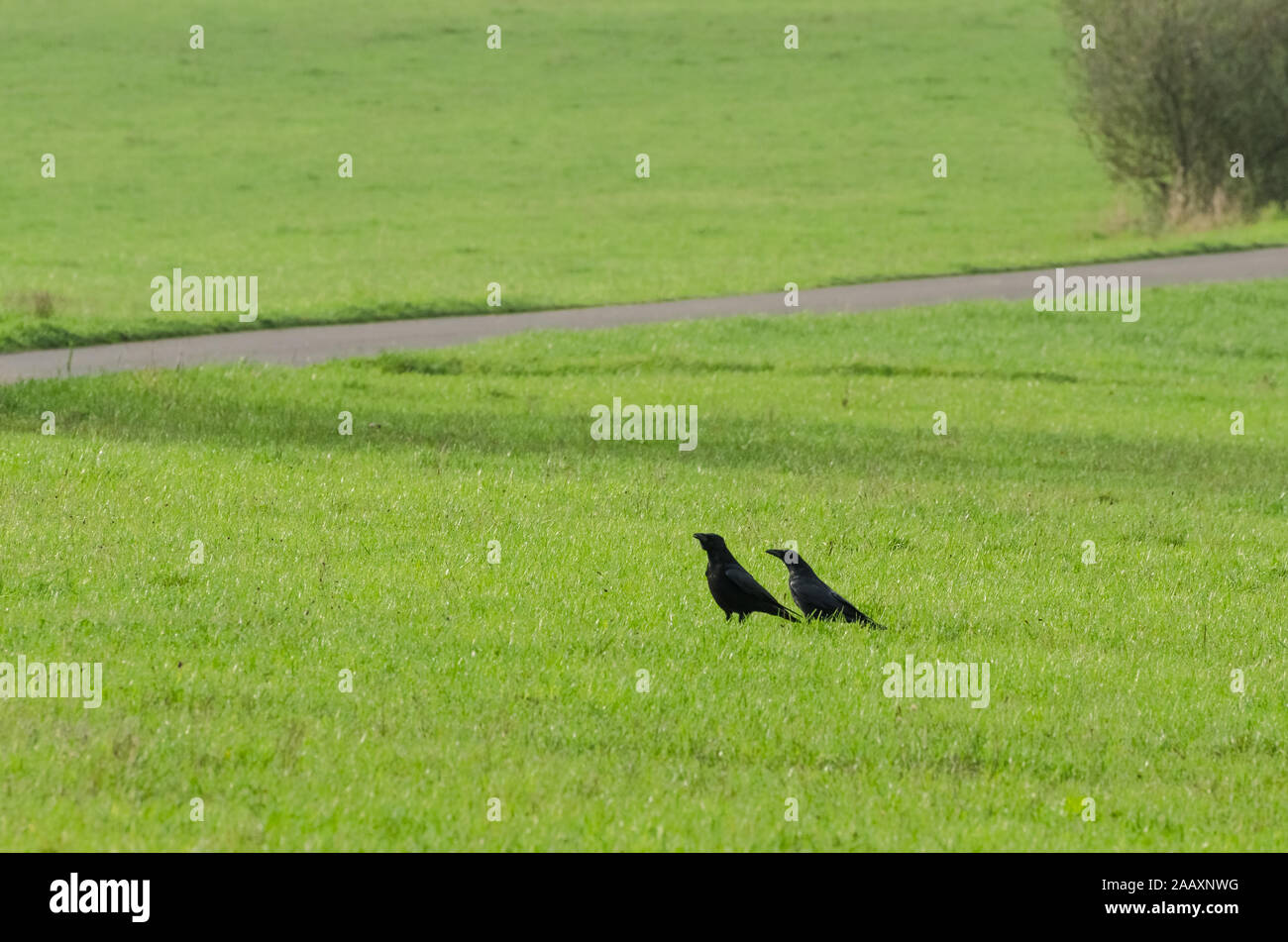 Raven in field hi-res stock photography and images - Alamy