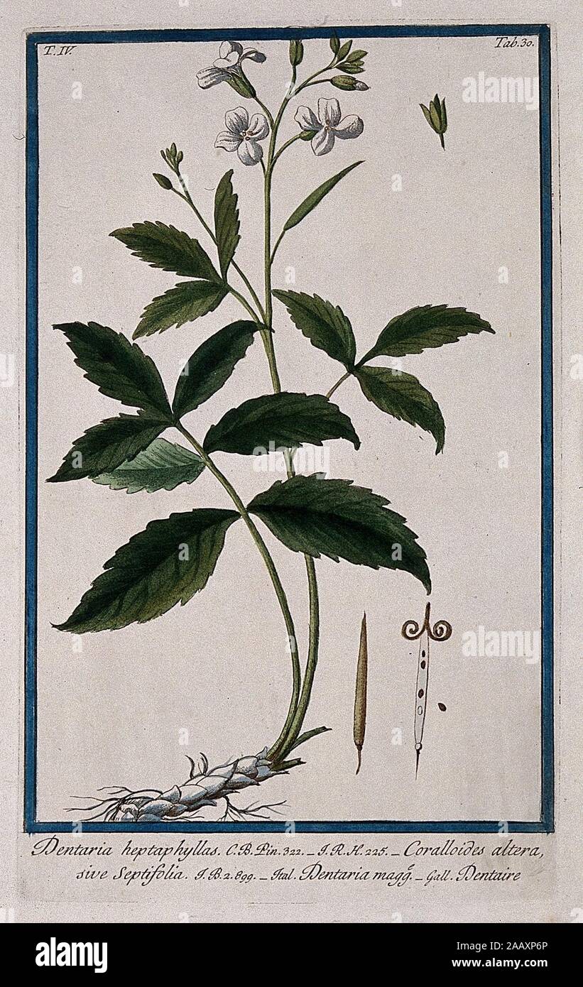 Dentaria Bulbifera High Resolution Stock Photography and Images - Alamy