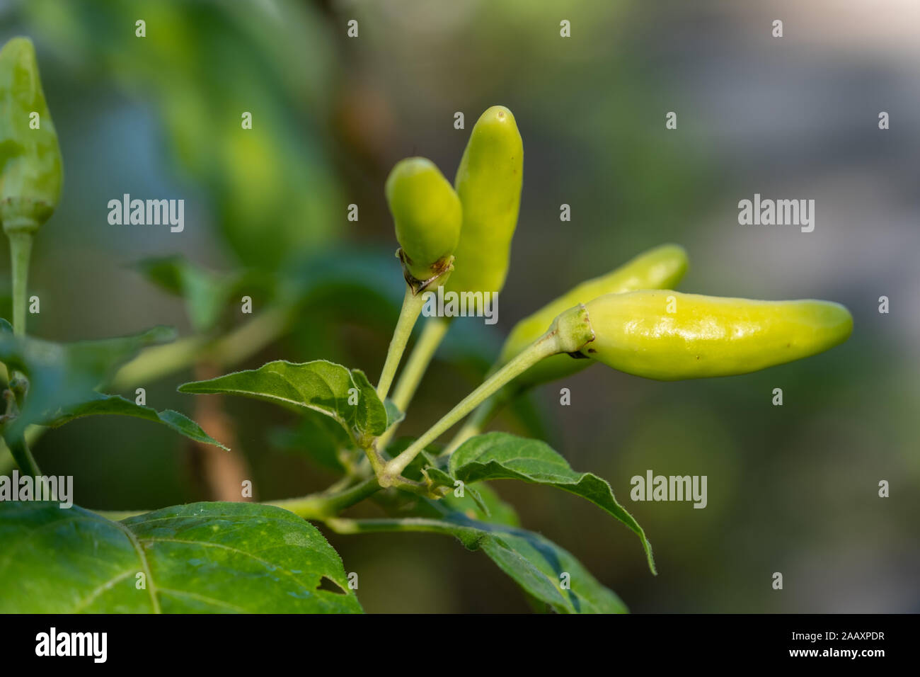 The Select focus Close up shot of a green chilli tree in the garden ...