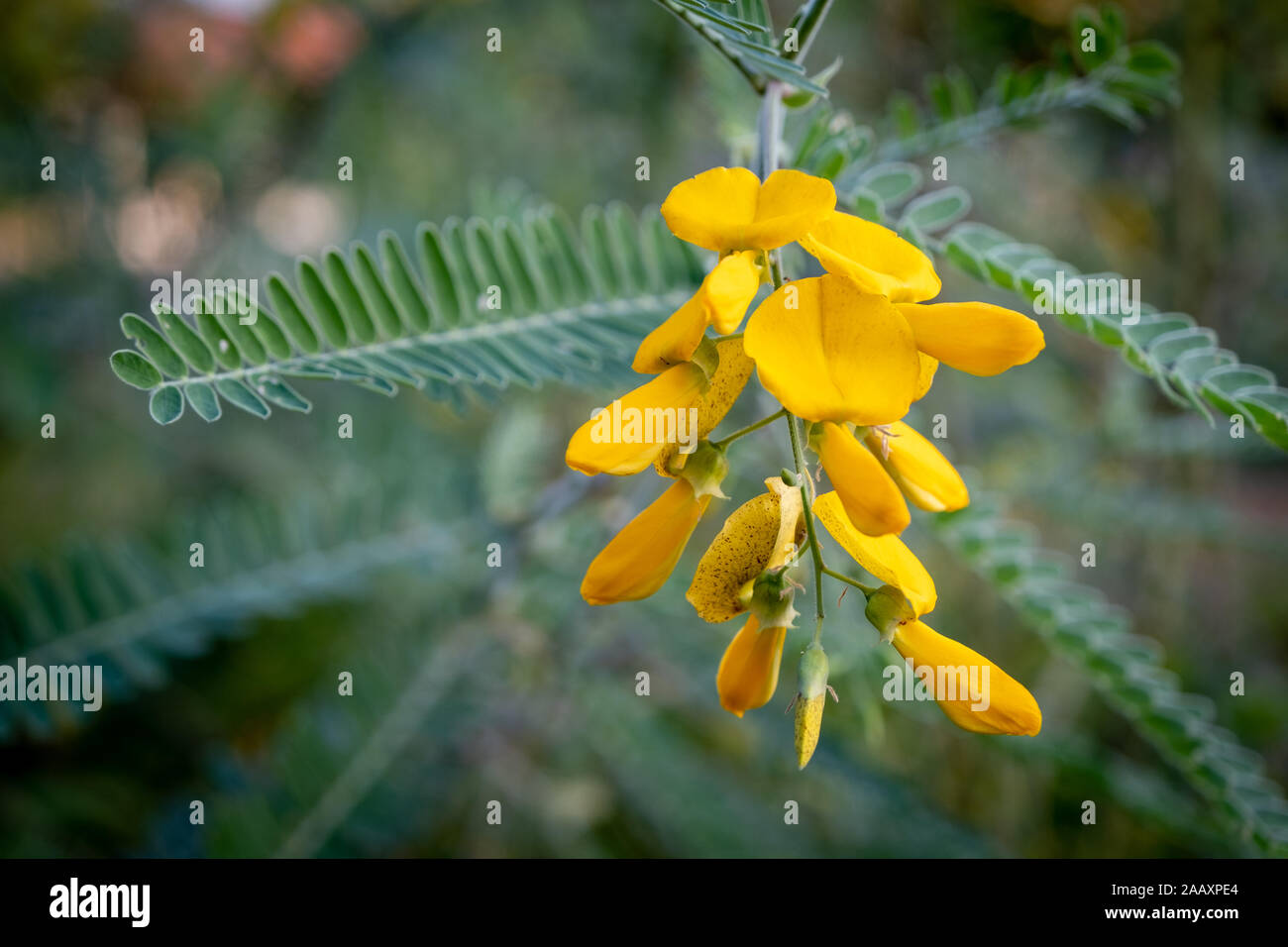 The Yellow Sesbania bloom flower can be used to make food and desserts ...