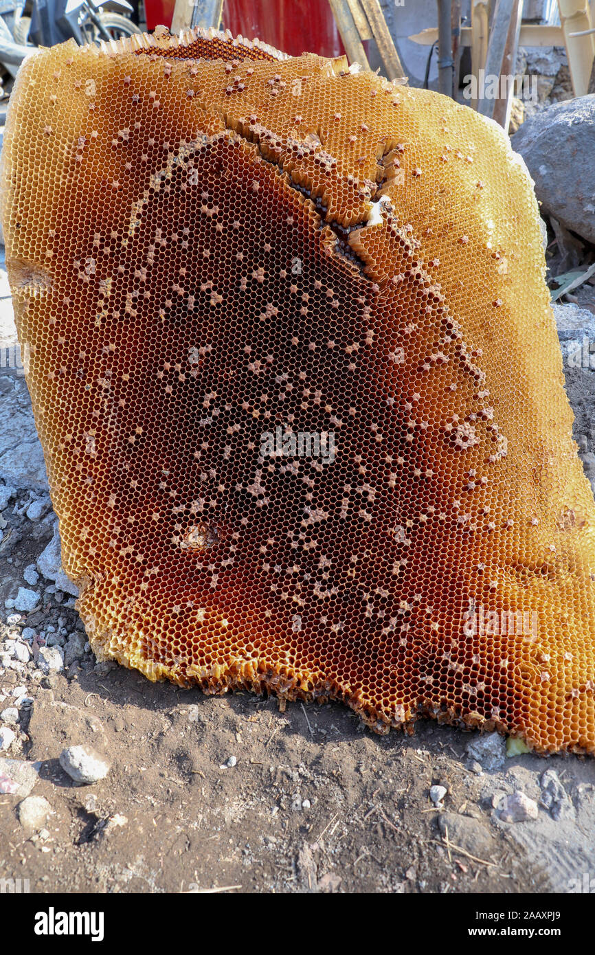 Traditional way of harvesting honey from wild bee combs on Bali island ...