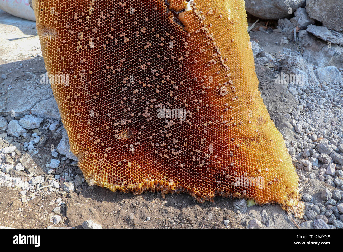 Traditional way of harvesting honey from wild bee combs on Bali island ...