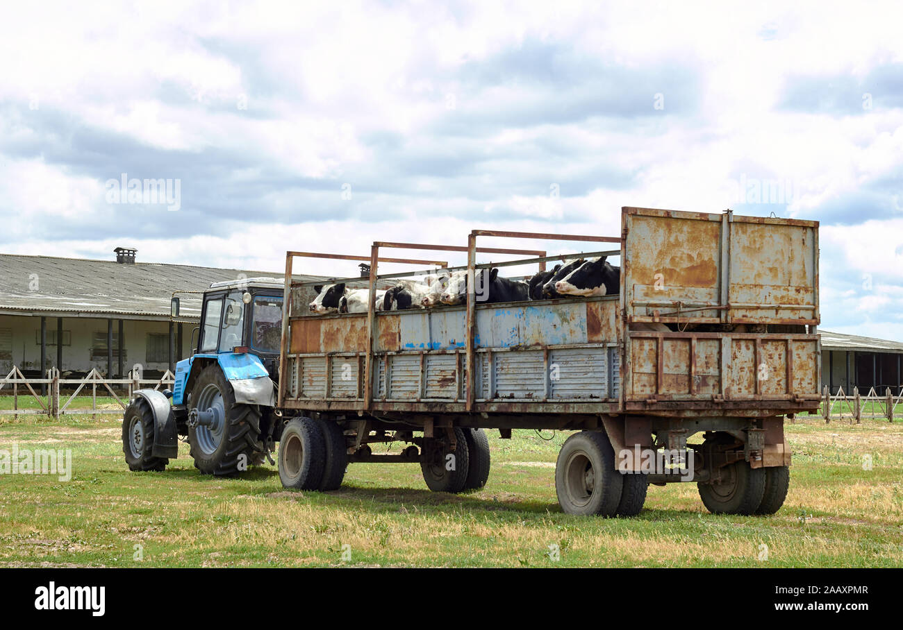 Dairy cattle - cows transportation via tractor with trailer back to the ...