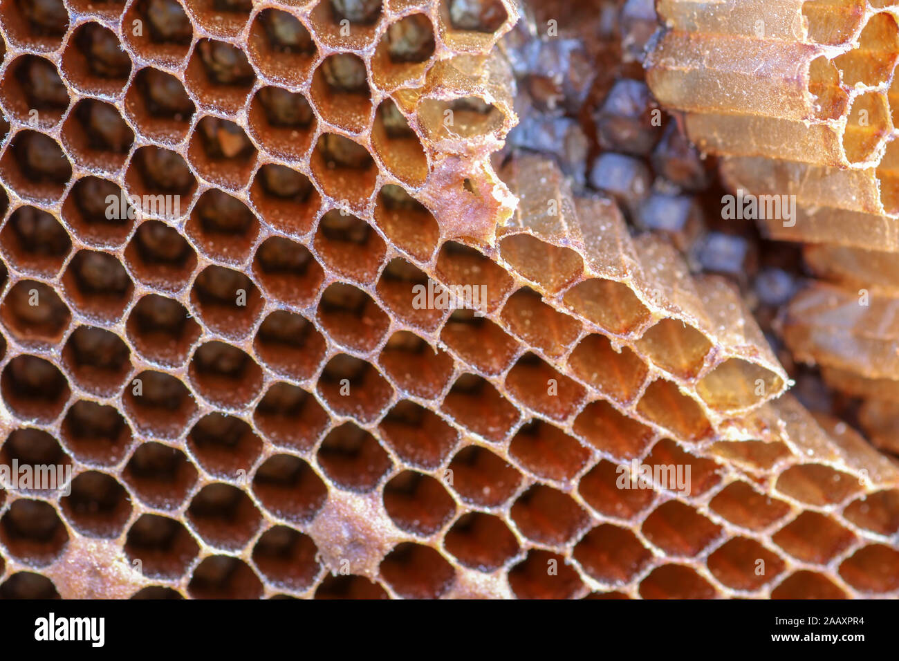 Macro photo of broken bee comb. Longitudinal quarry on the side of ...