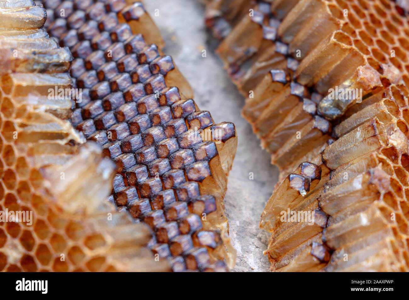 Macro photo of closed cell on honeycomb. Close up of architectural ...