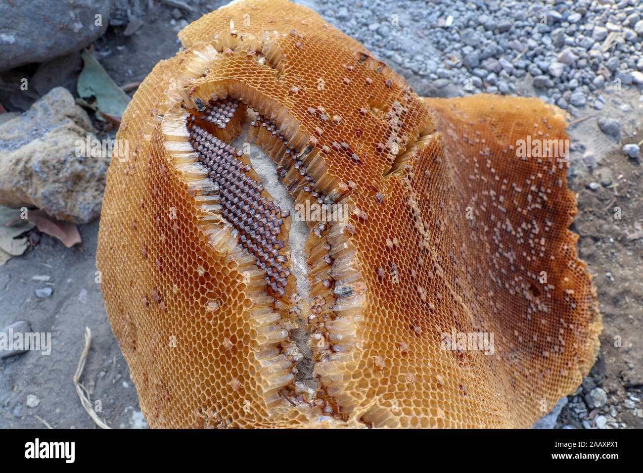 Natural honeycomb draped over stone. Broken honeycomb. Background ...