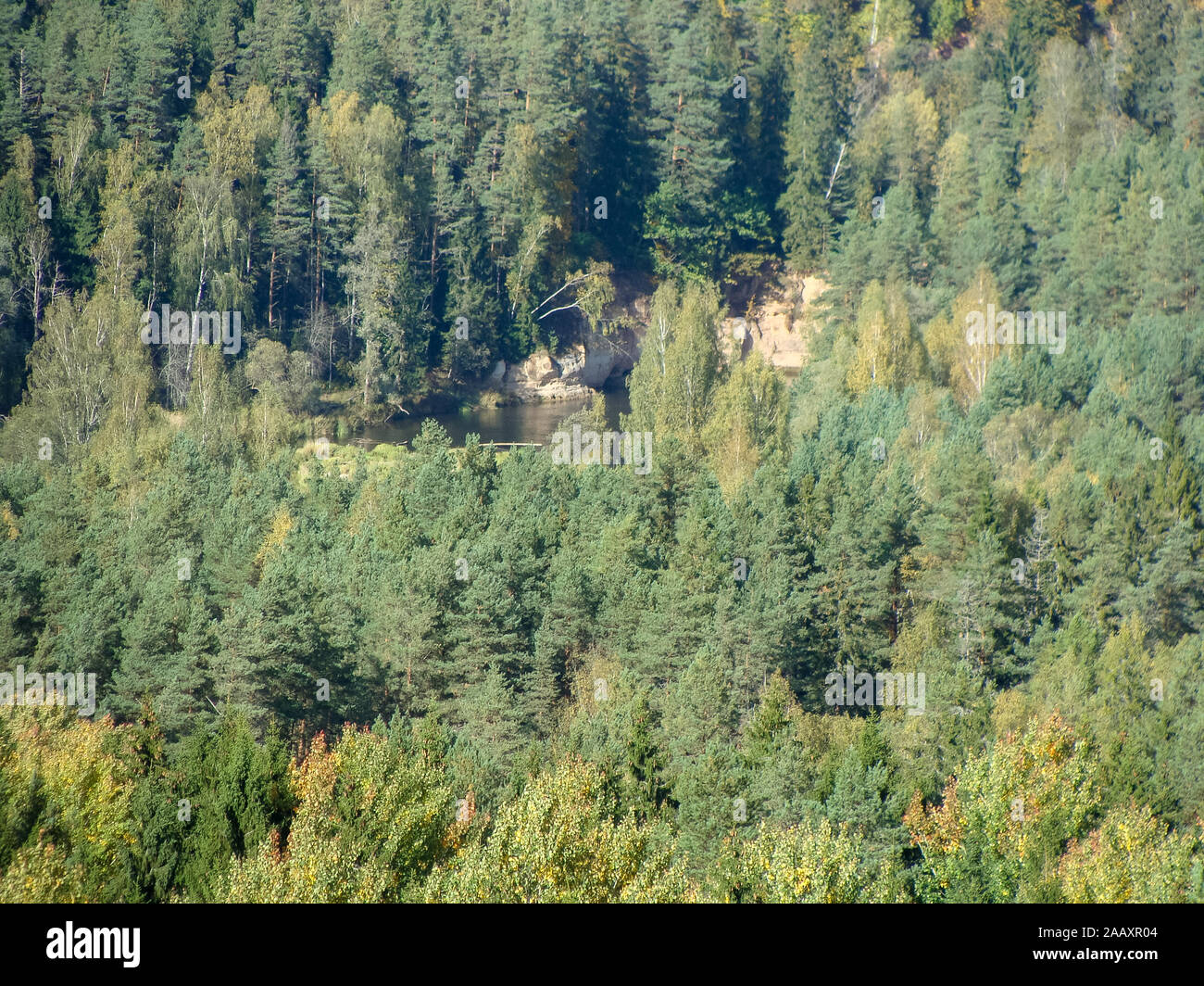 top view of green tree tops Stock Photo - Alamy