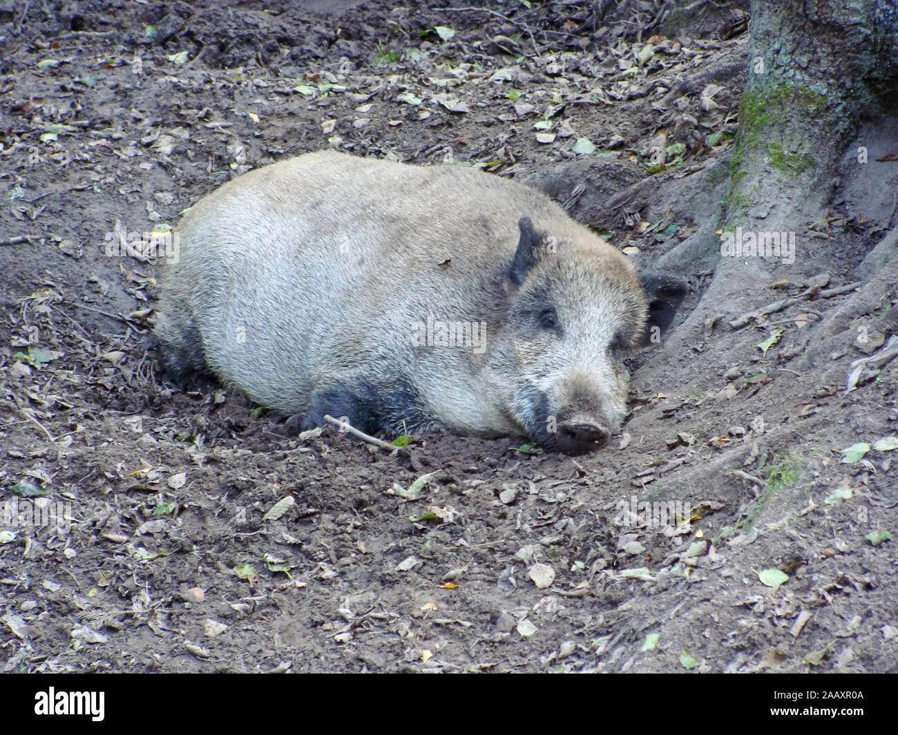 picture of a wild boar sleeping in mud Stock Photo - Alamy