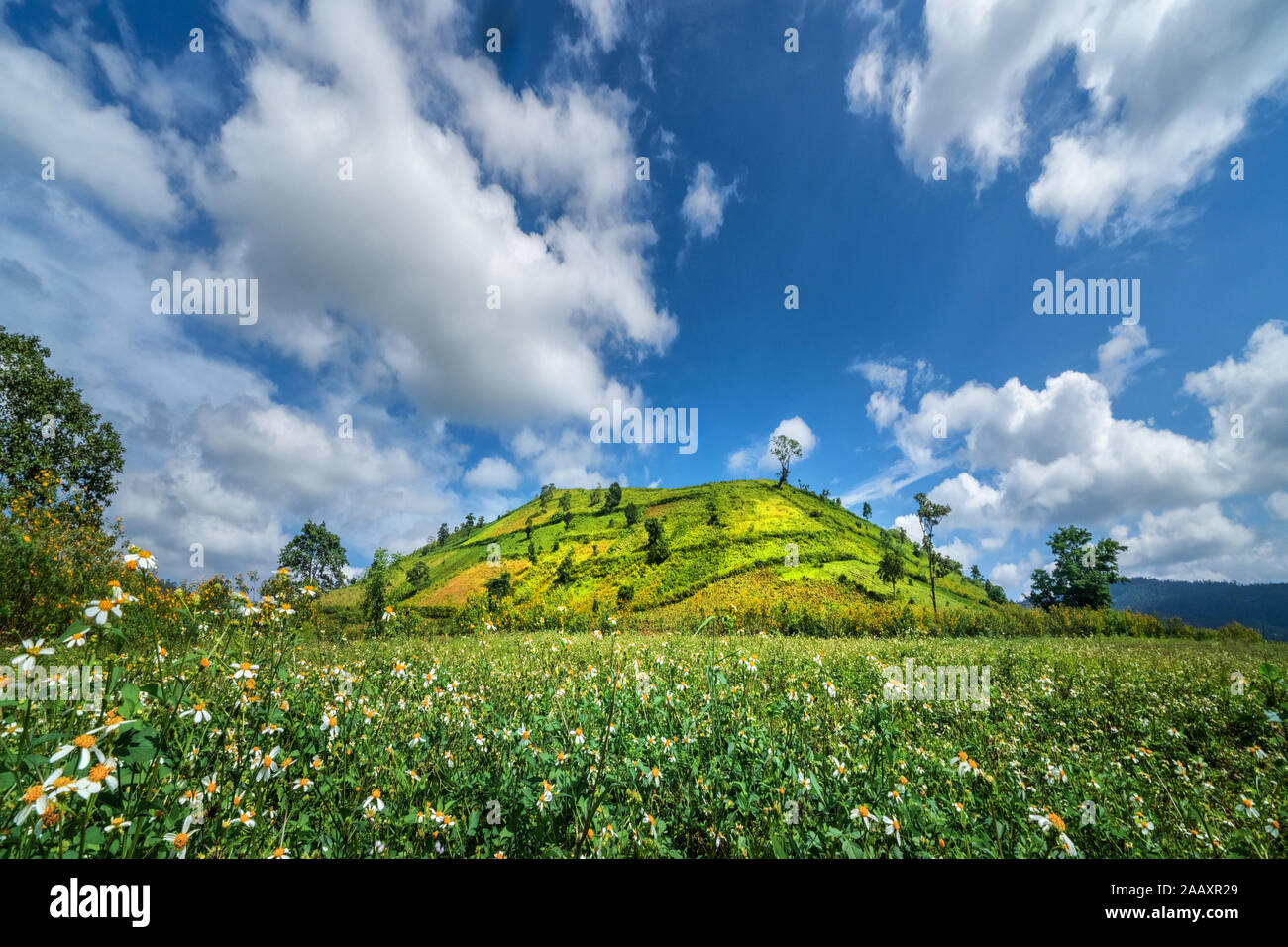 Aerial view of Chu Dang Ya volcano mountain with Da Quy flower or ...