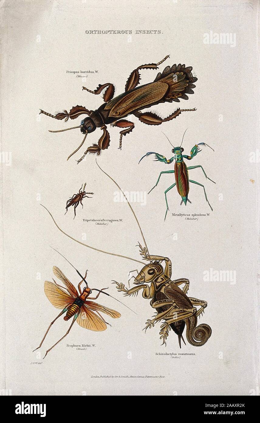 Five insects hi-res stock photography and images - Alamy