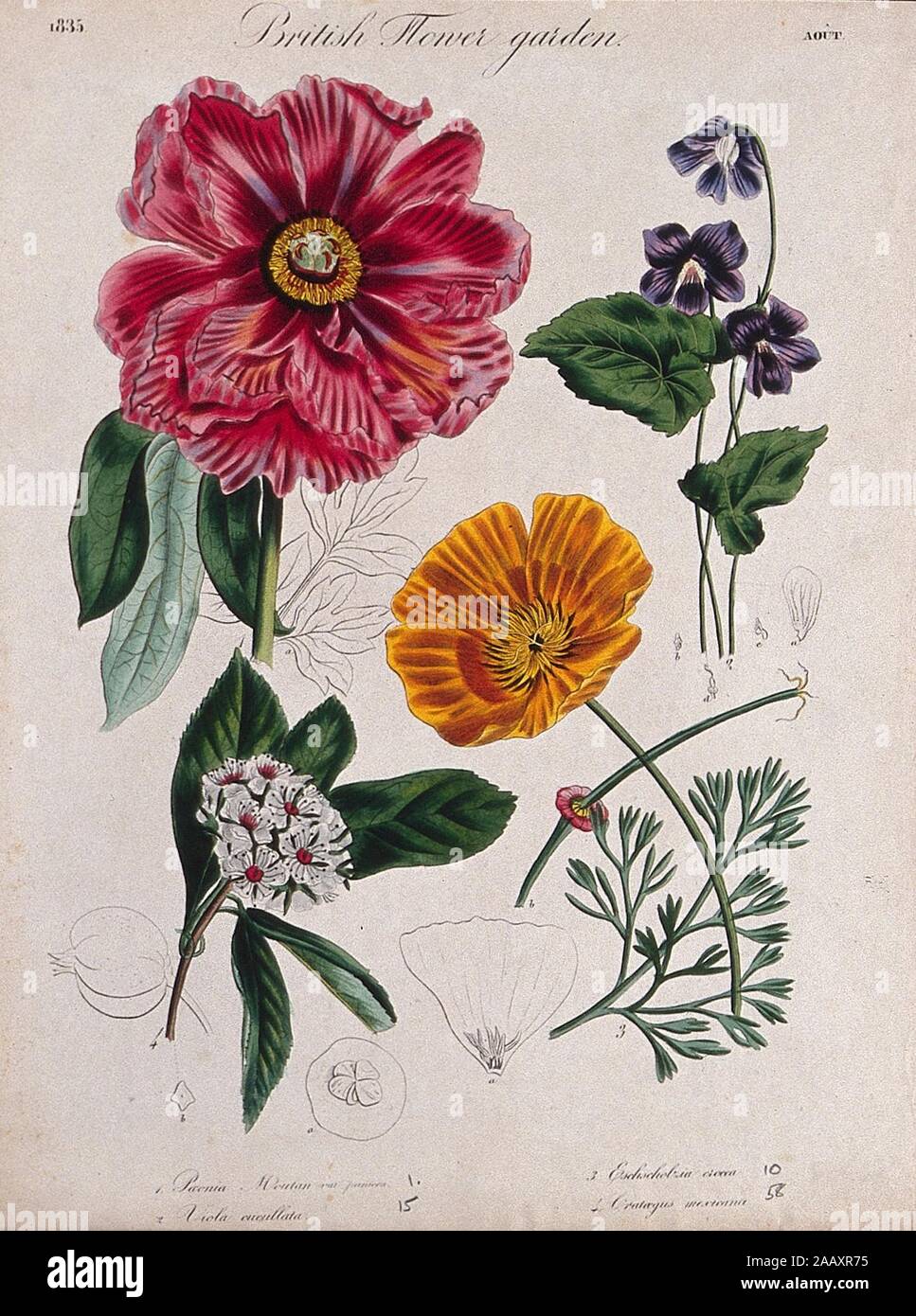 British flora etching hi-res stock photography and images - Alamy