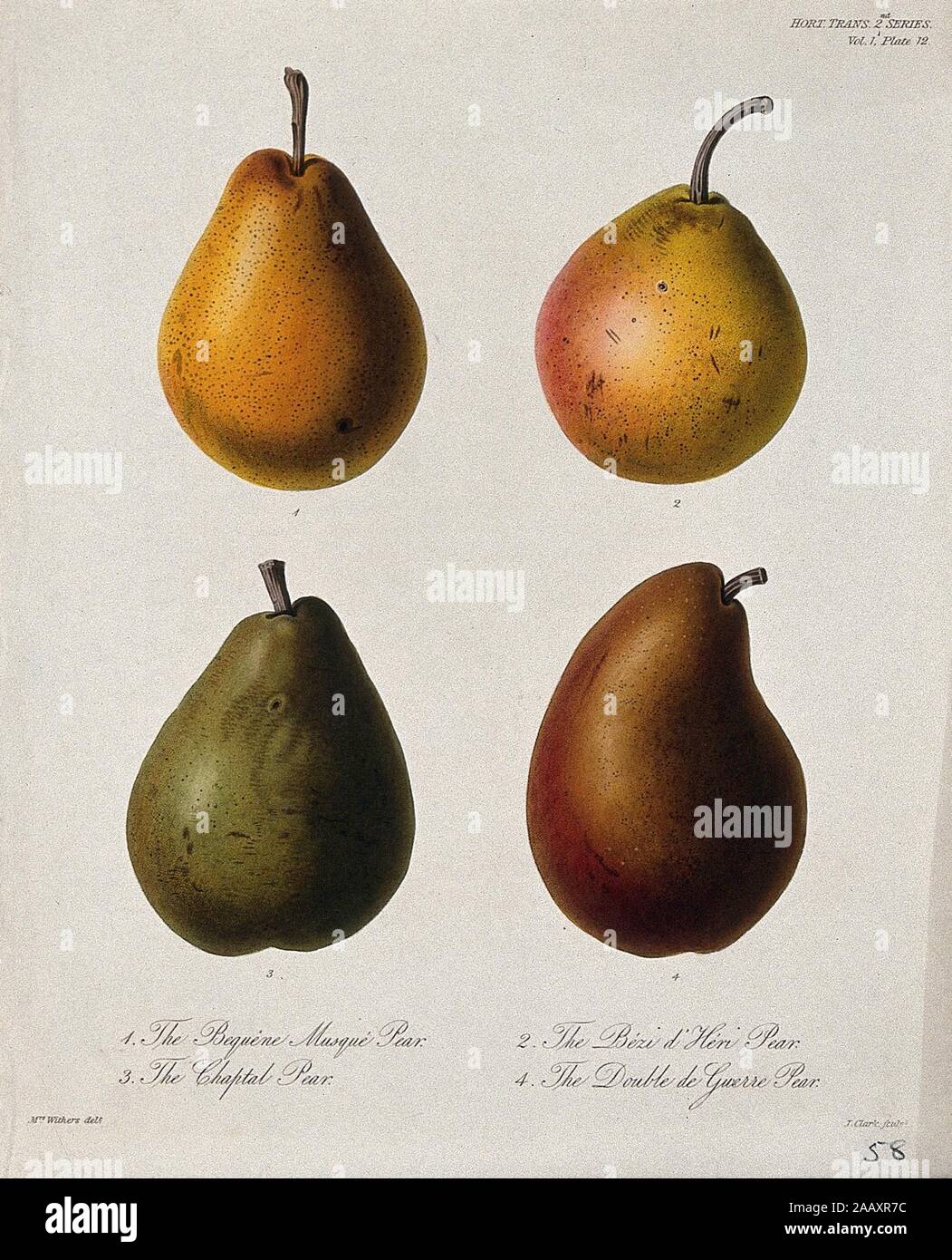 Pear cultivars hi-res stock photography and images - Alamy