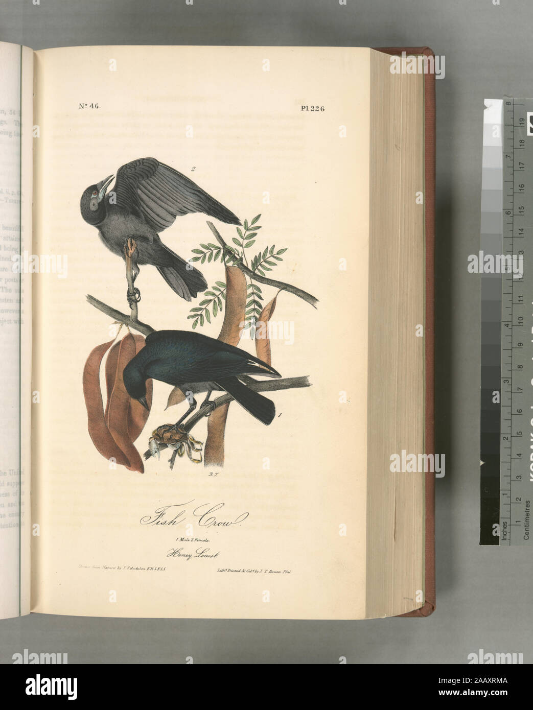 Fish Crow 1 Male 2 Female (Honey Locust (Gleditschia triacanthos ...