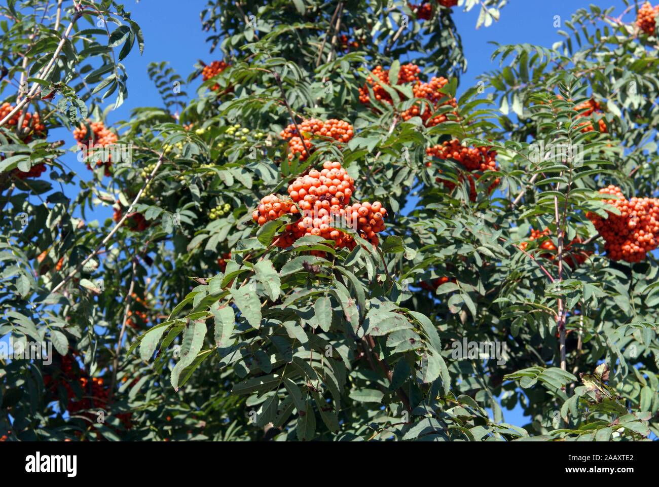 ashberry at dry sunny day Stock Photo - Alamy