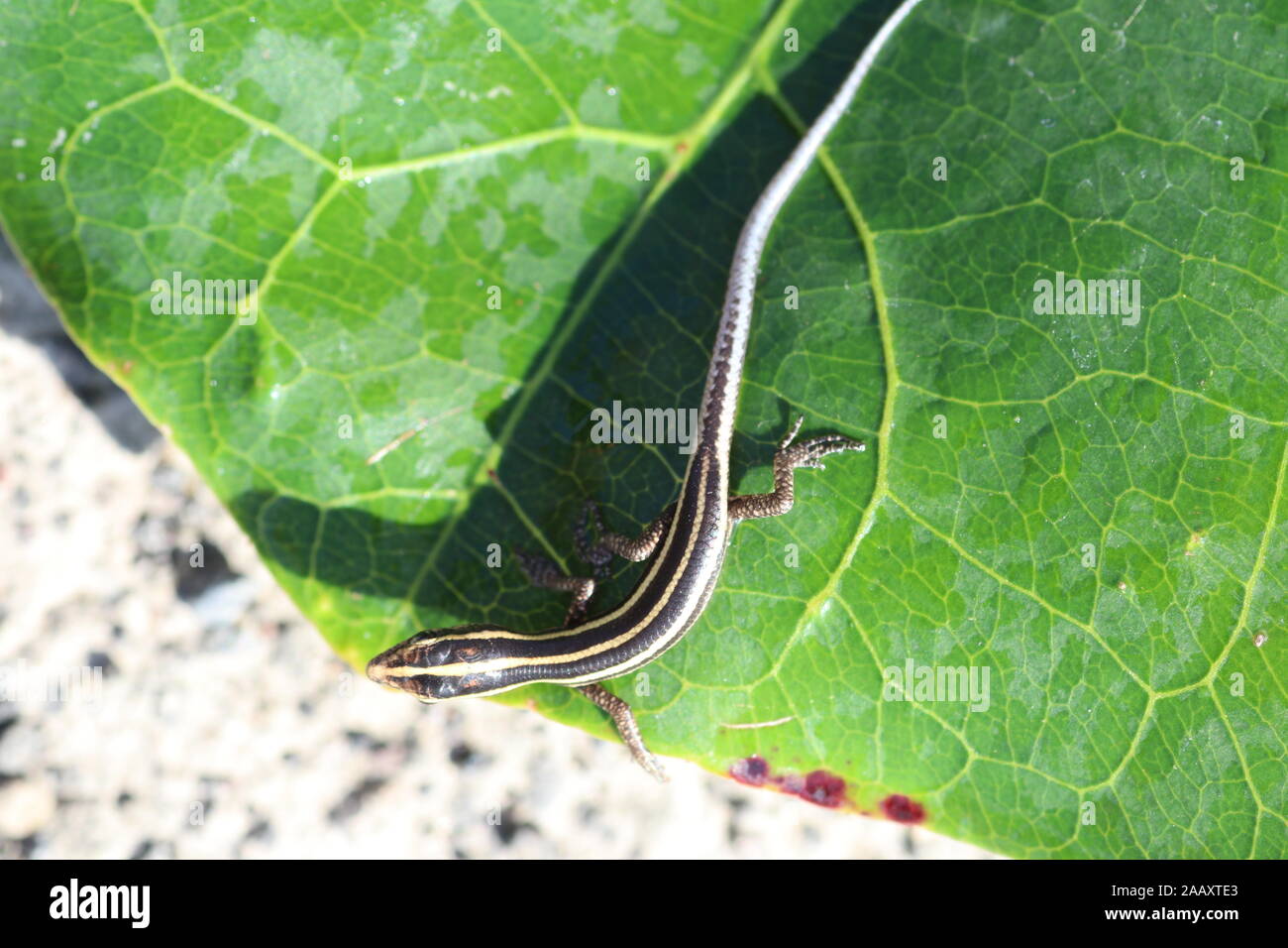 Cryptoblepharus egeriae, the blue-tailed skink, is a species of native ...