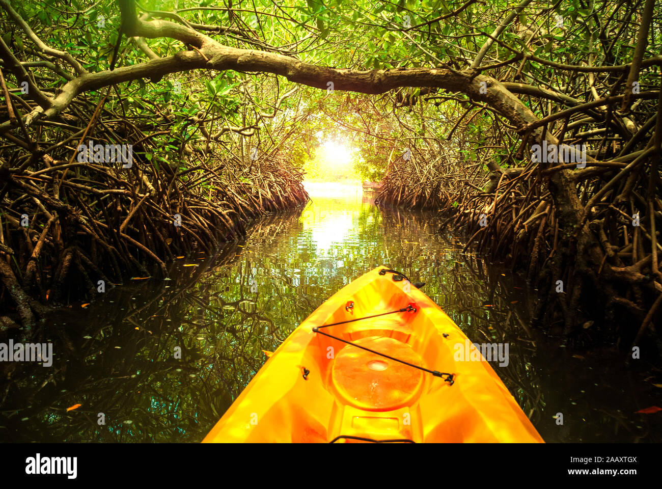 Kayaking in mangrove forest Stock Photo - Alamy
