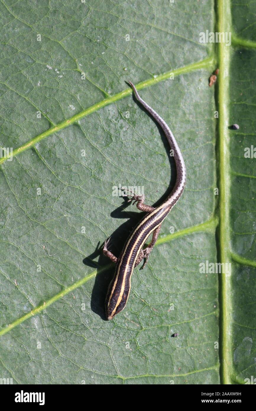 Small lizard Blue-tailed skink with black body and yellow stripes on ...