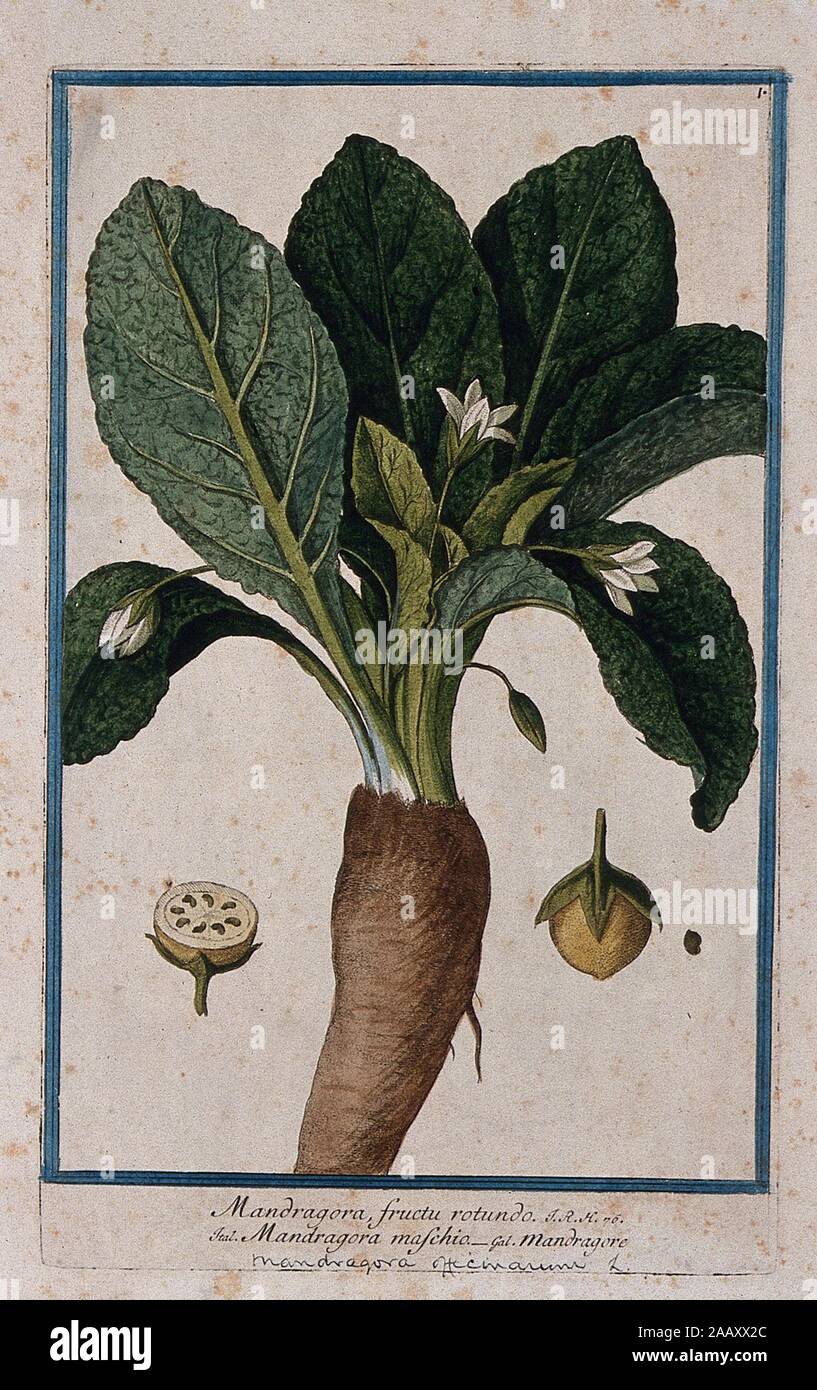 Mandrake fruit hi-res stock photography and images - Alamy