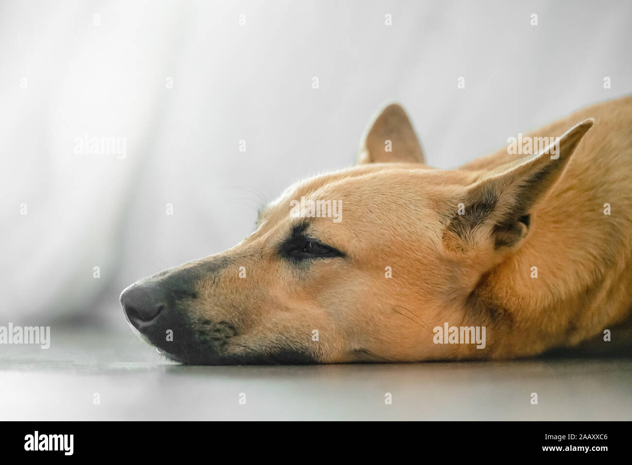 the dog is sleeping, the head and face with closed eyes closeup Stock ...