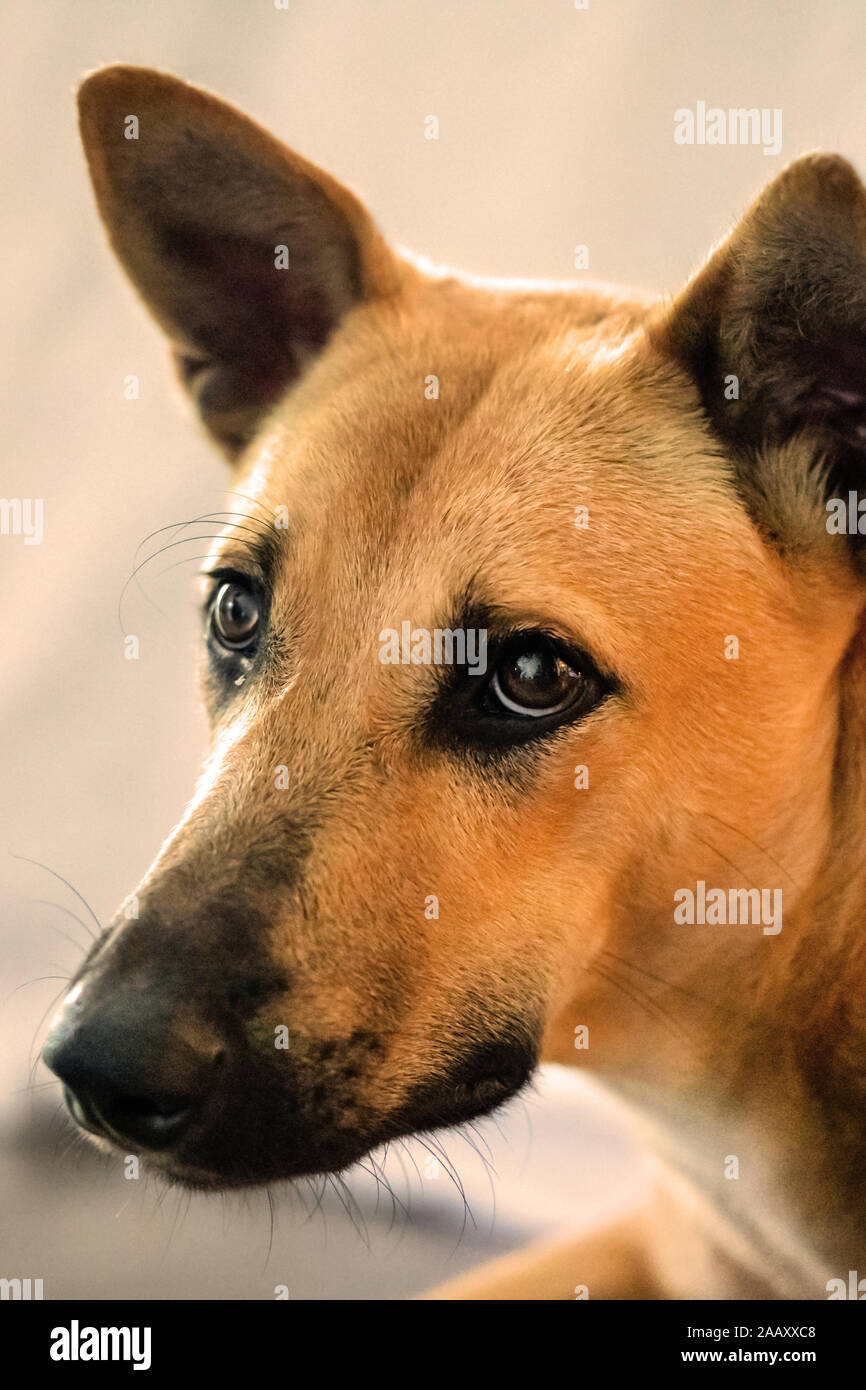 red dog mongrel looks, close-up, portrait. vertical photography Stock ...