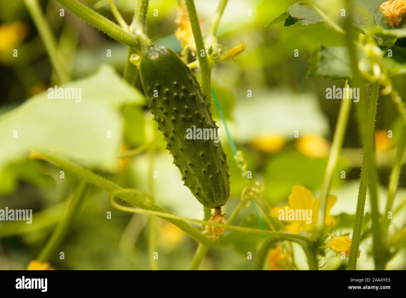 Green juicy cucumber on branch. Vegetables. Agriculture. Eco food Stock ...