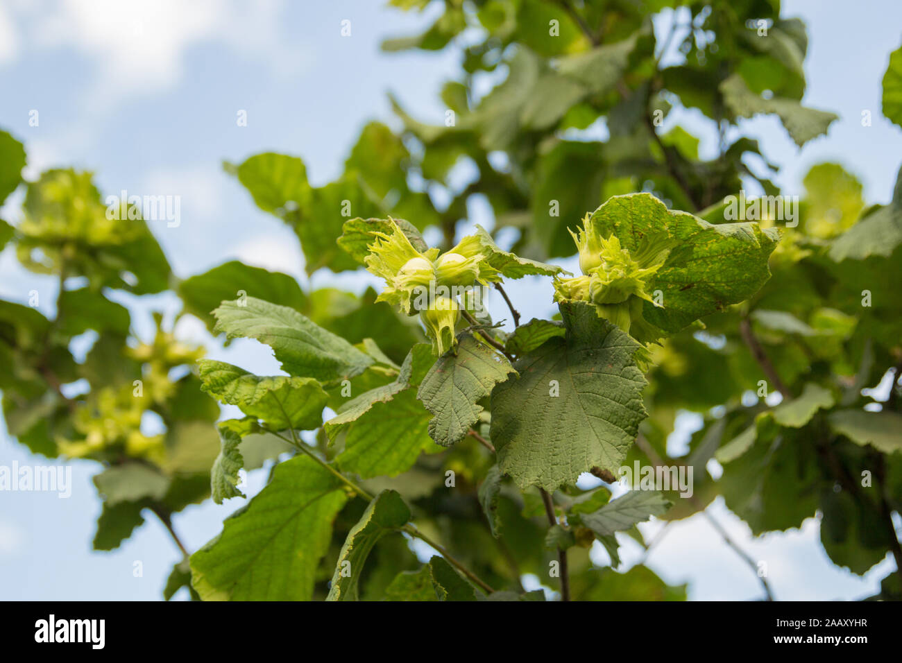 Raw young hazelnut on hazelnut bush in the garden. Rural area ...