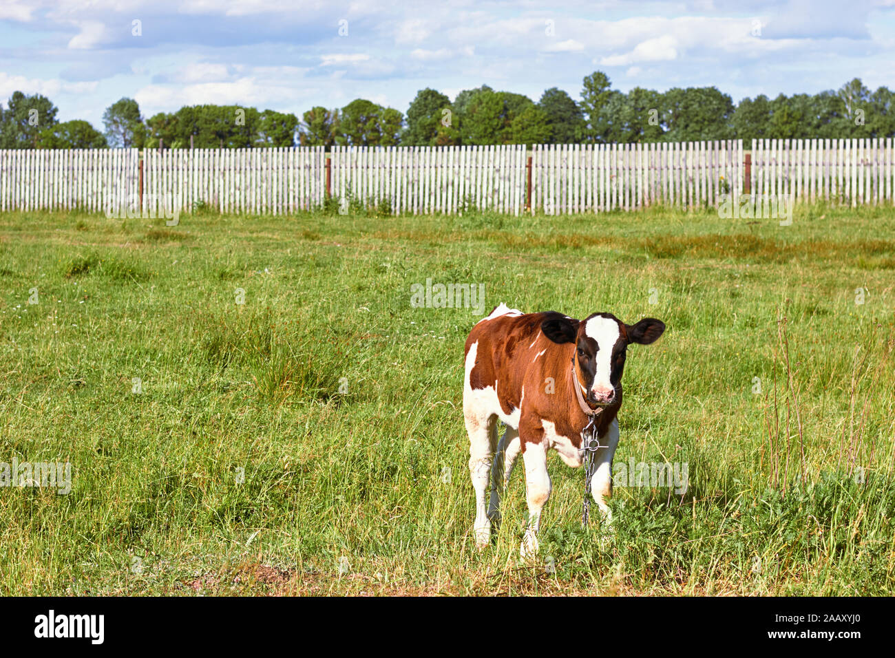Calf of milk cow pasturing at grassland with fence and line of trees on ...