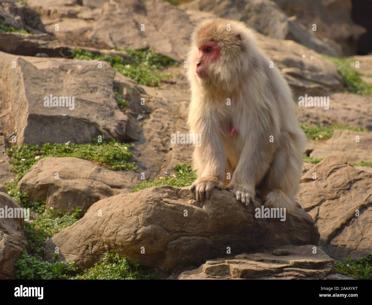 Japanese snow monkey - macaca fuscata - female sat on rocks Stock Photo ...