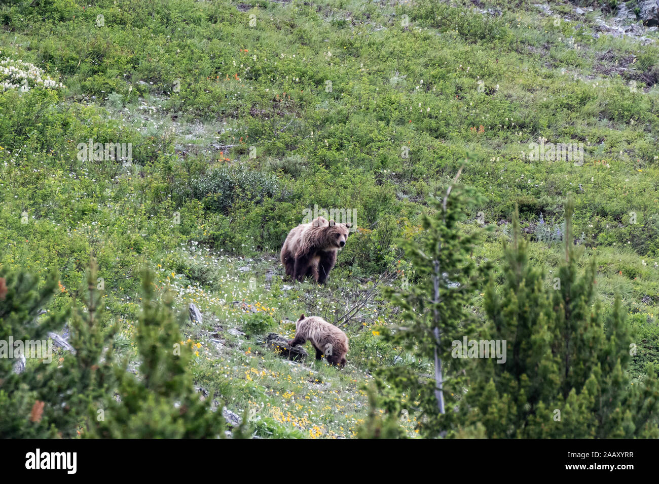 Grizzly Cub Climbing Up to Mother in mountain field Stock Photo - Alamy