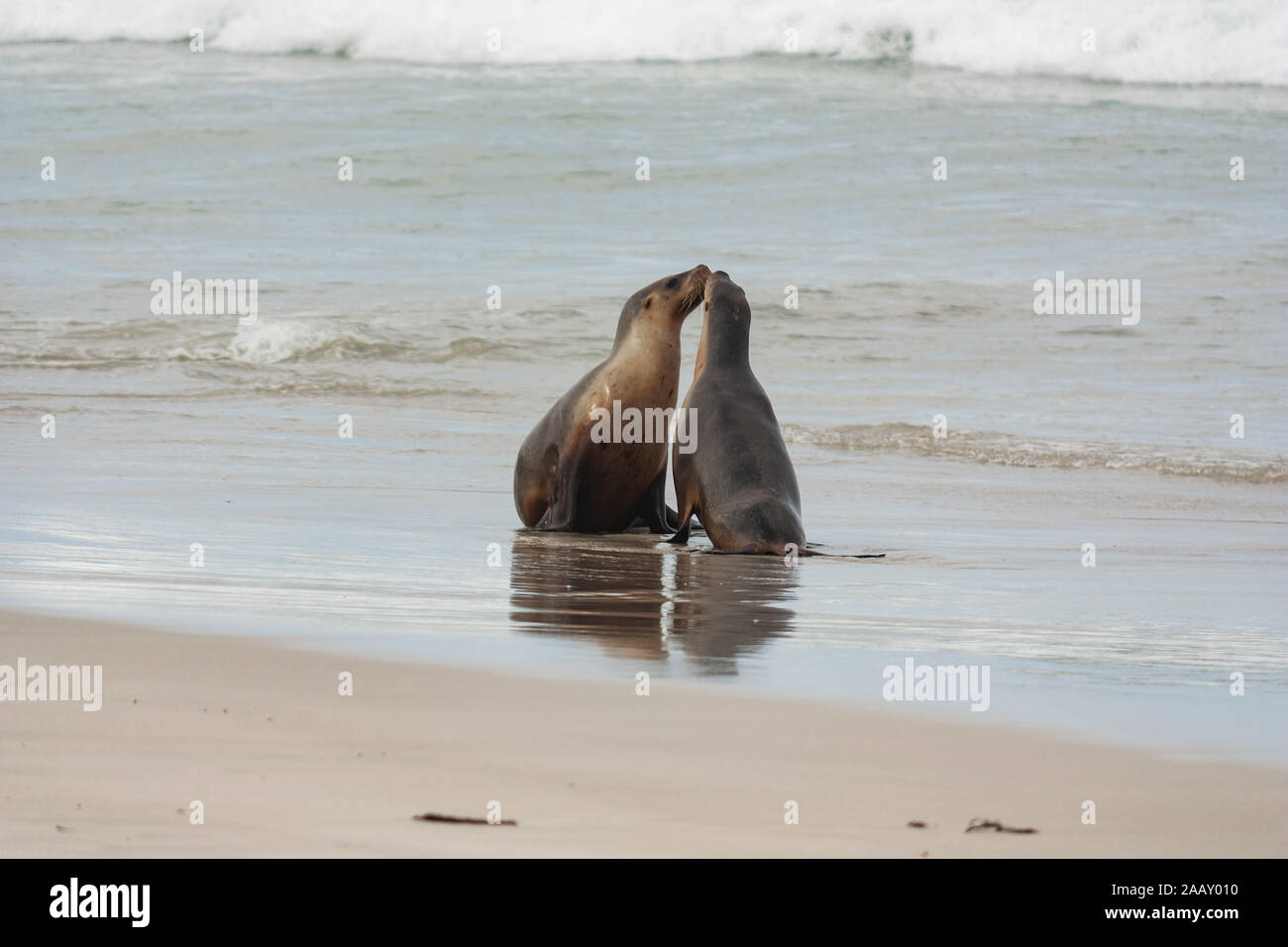 Sea Lion at Seal Bay Kangaroo Island Australia Stock Photo - Alamy