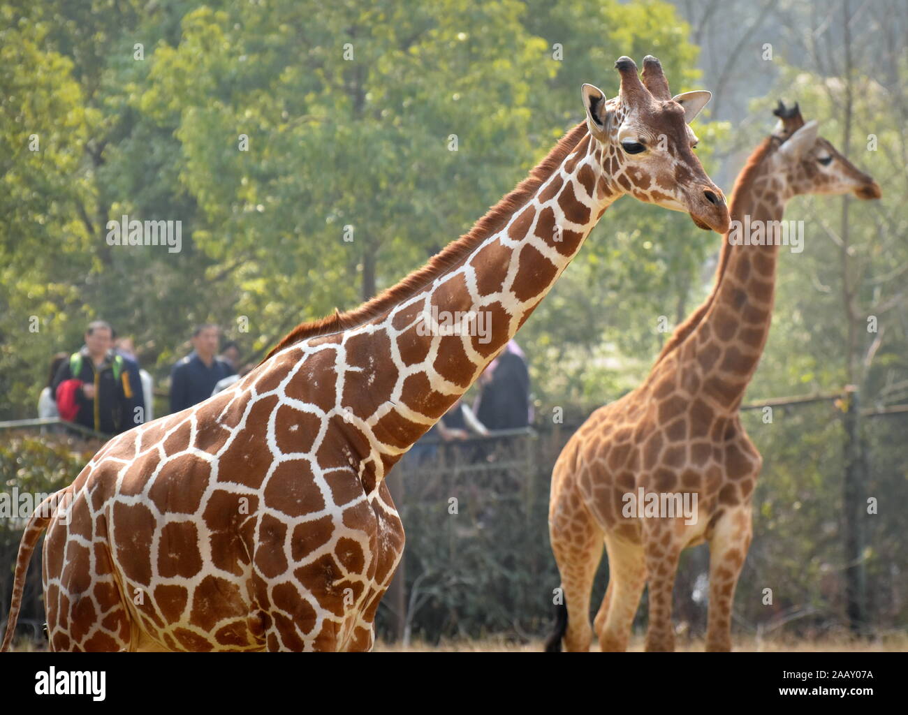 Giraffe couple in zoo in front of visitors Stock Photo - Alamy