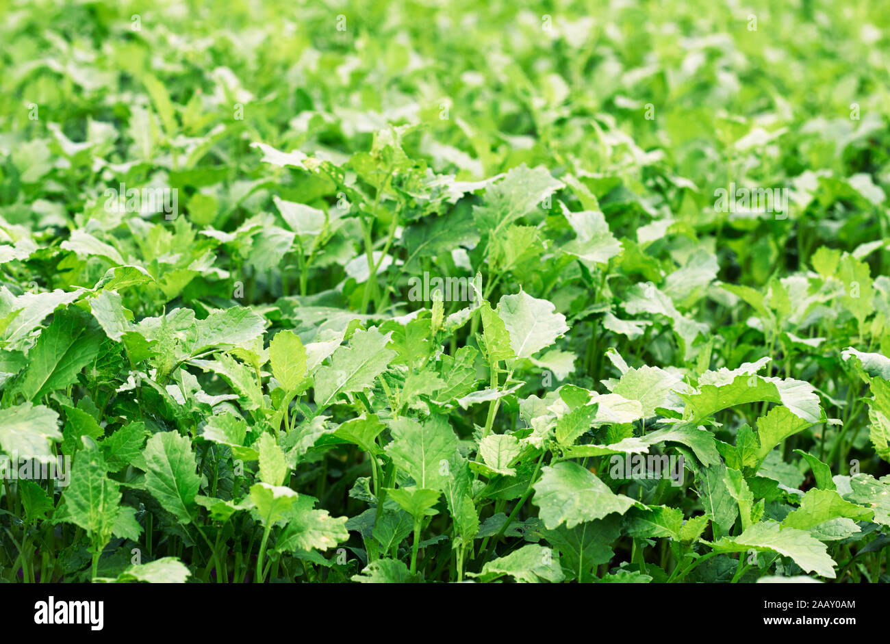 Mustard plant growth outdoors in the field, young shining leaves ...