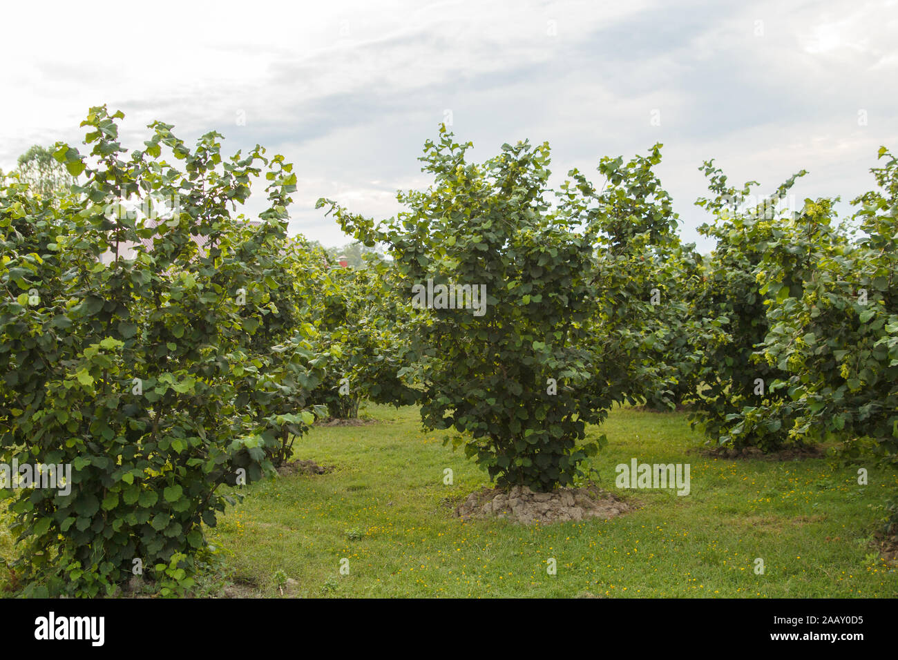 Hazelnut bushes with young hazelnut in rural garden. Agriculture ...