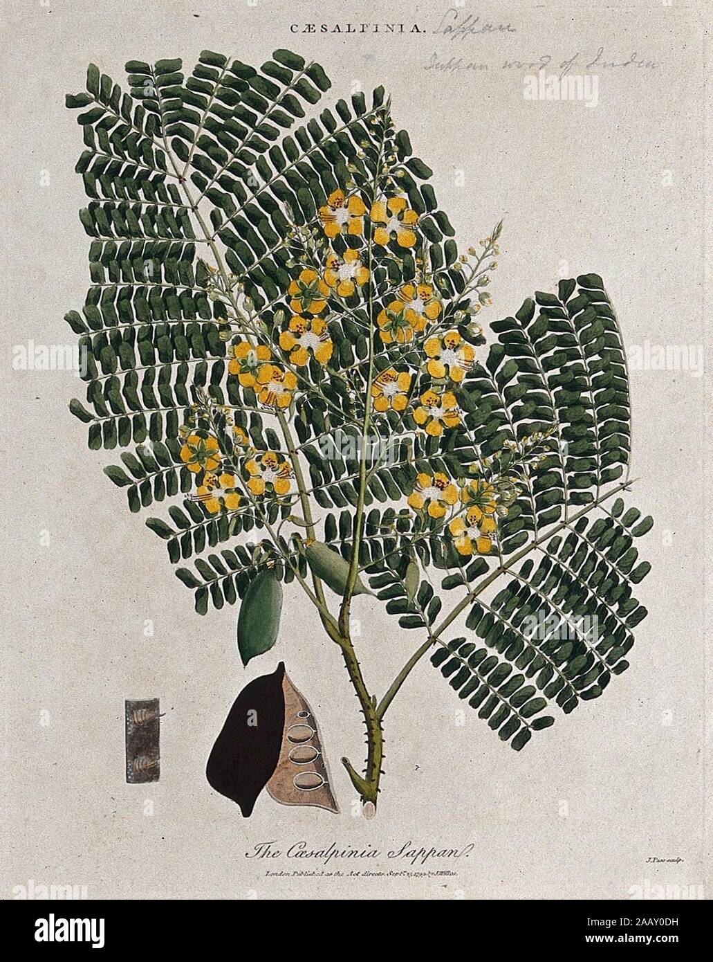 Sappanwood hi-res stock photography and images - Alamy