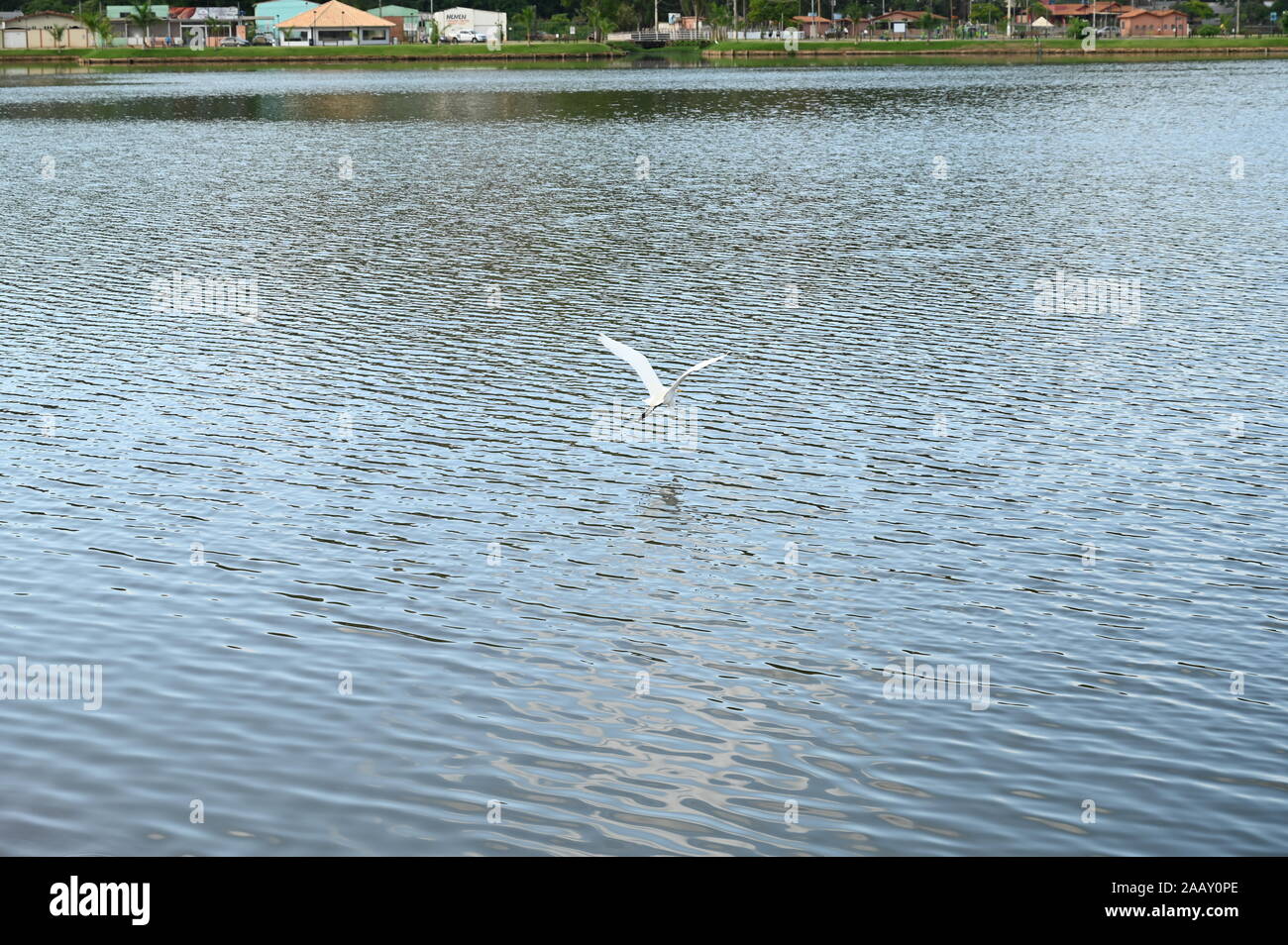 Flying bird over water with reflection hi-res stock photography and ...