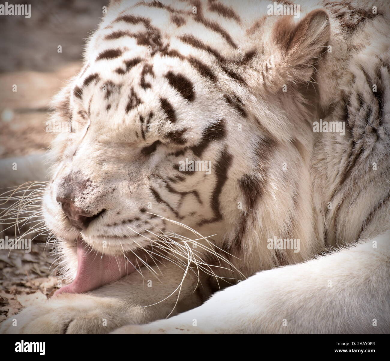 White tiger grooming paw with tongue Stock Photo - Alamy