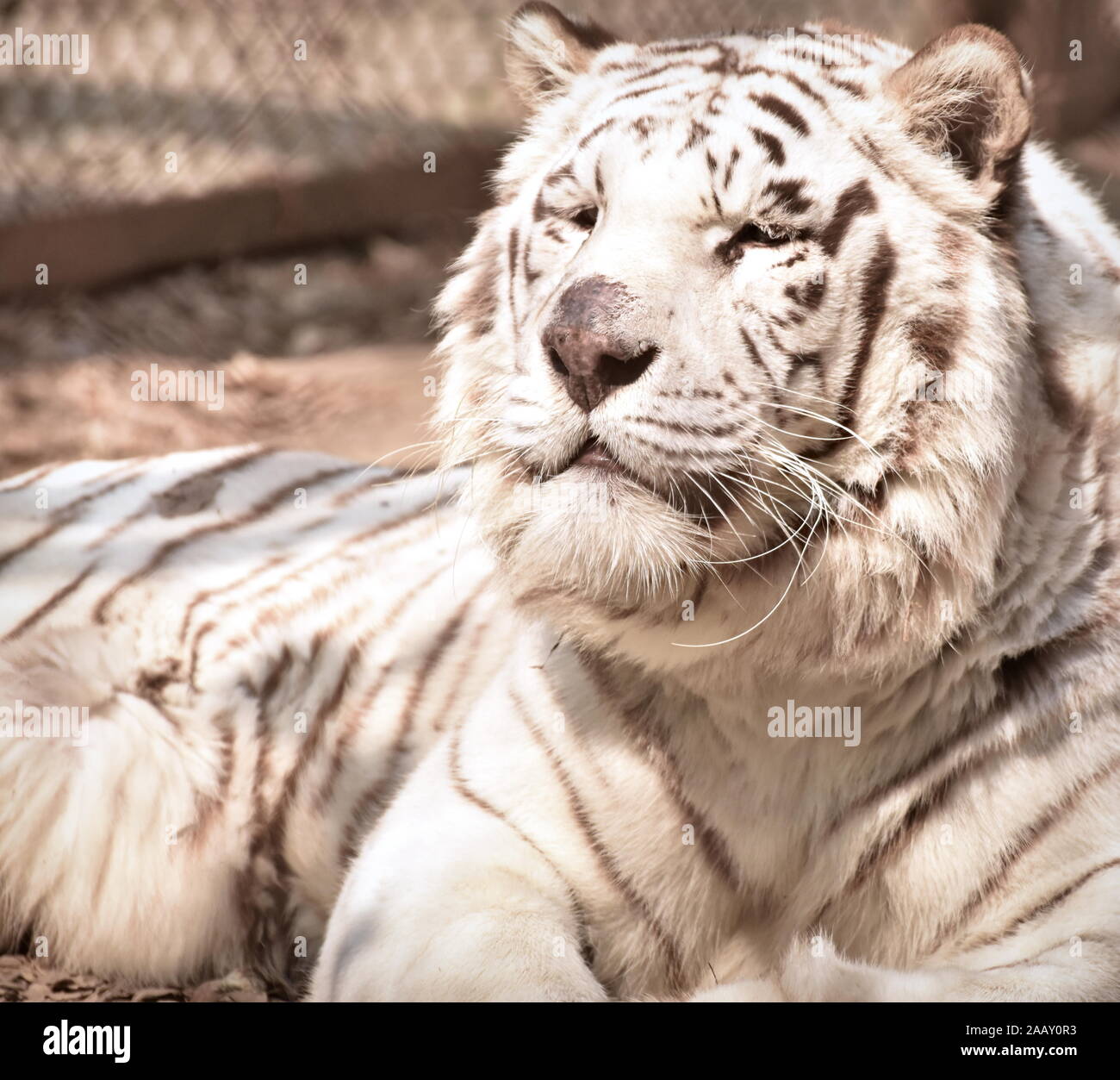 White tiger sun bathing Stock Photo - Alamy