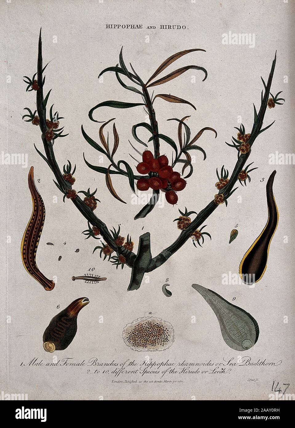 Sea Leech High Resolution Stock Photography and Images - Alamy