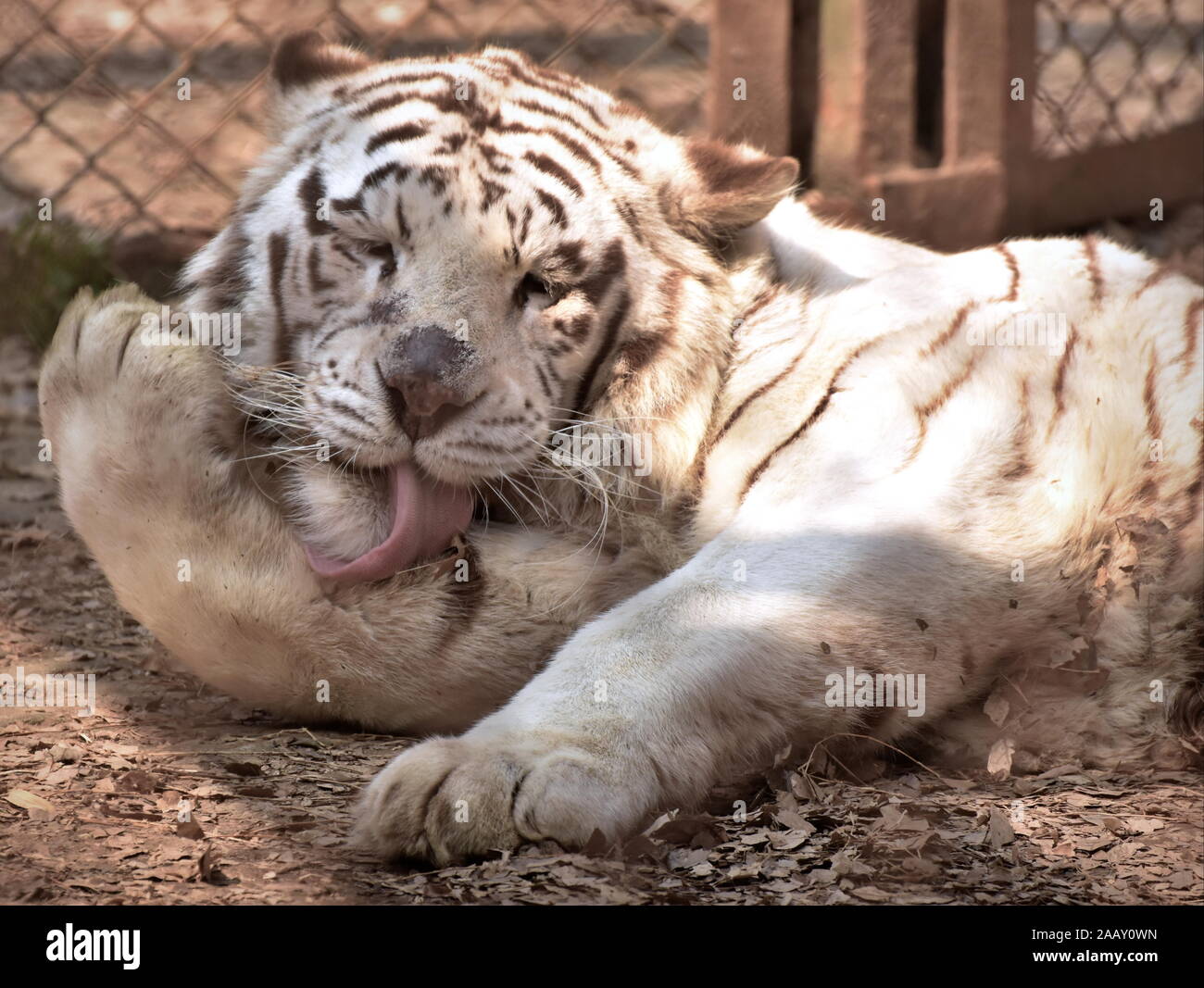 White bengal tiger grooming paw with big tongue Stock Photo - Alamy
