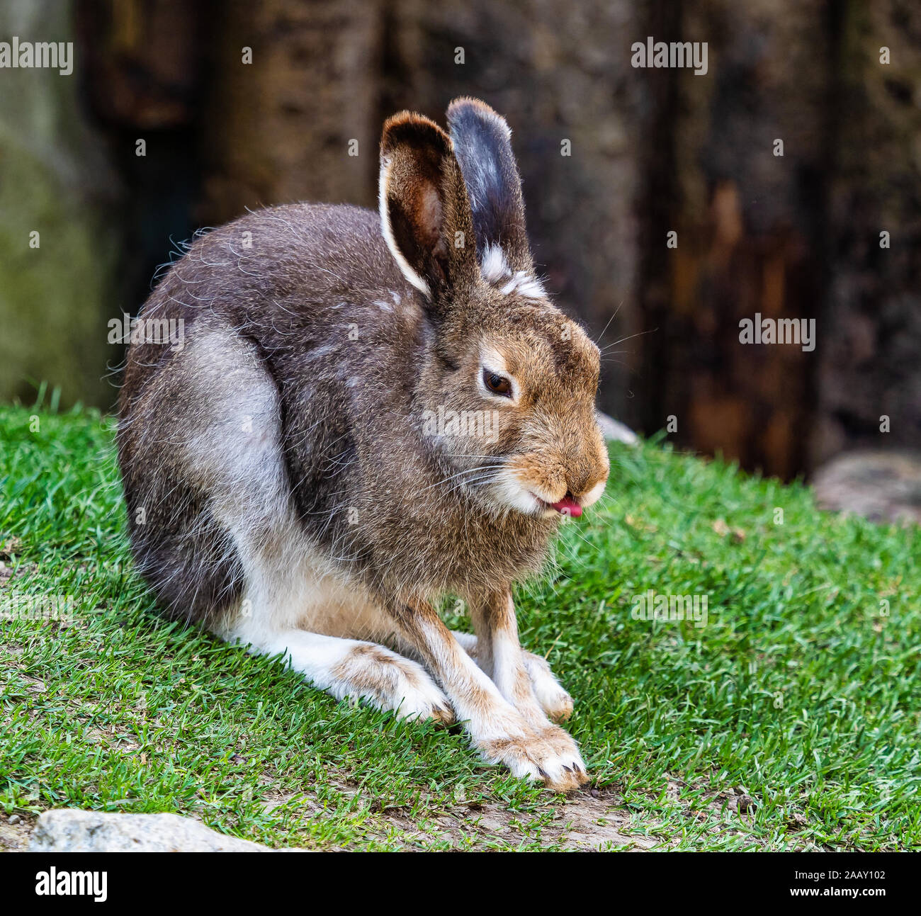 Mountain hare, Lepus timidus, also known as the white hare Stock Photo ...