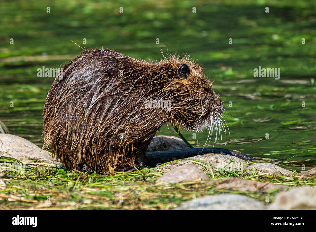 Coypu, Myocastor coypus, also known as river rat or nutria Stock Photo ...