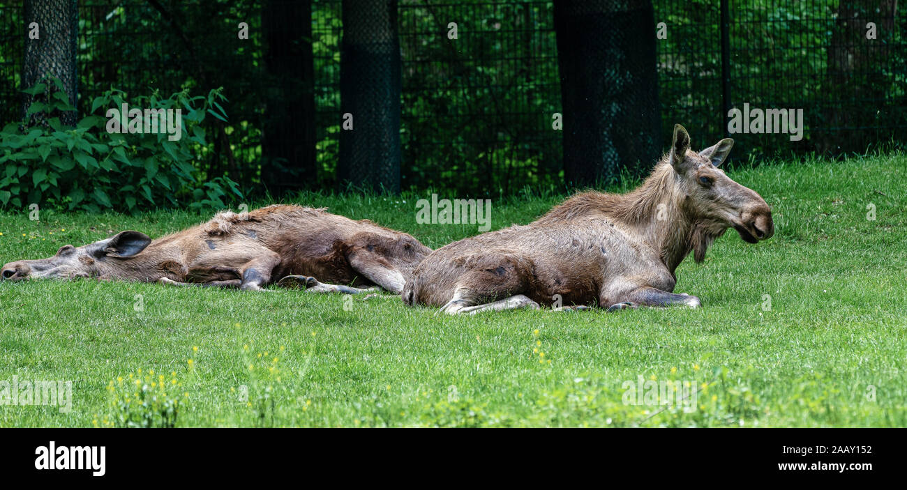 European Moose, Alces alces, also known as the elk Stock Photo - Alamy