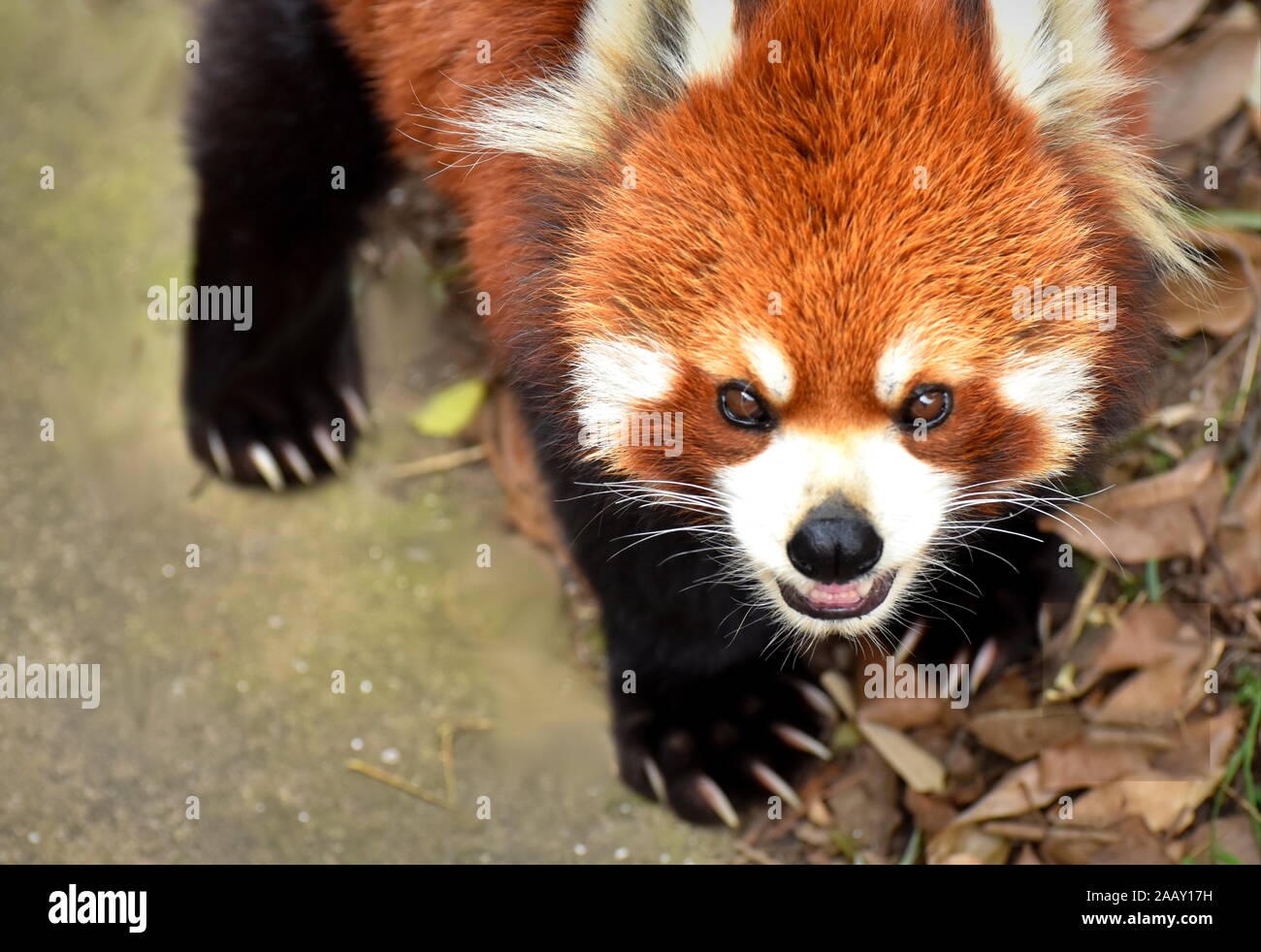 Close up on cute red panda looking up Stock Photo - Alamy