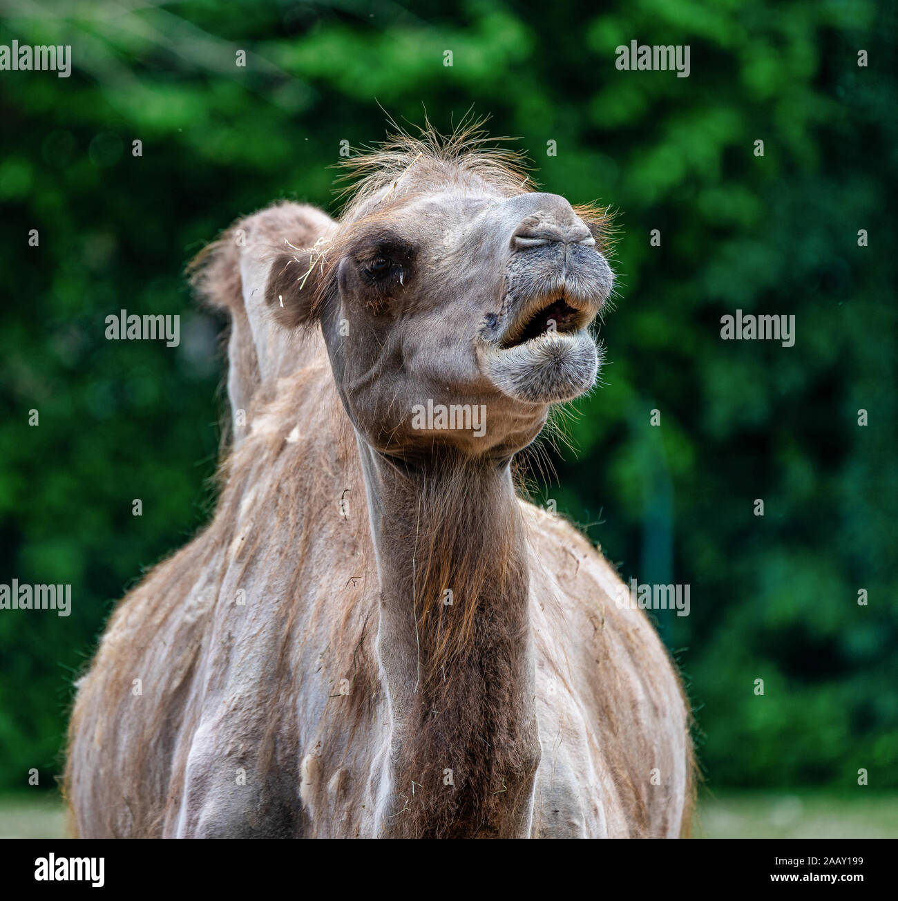 Camelus ferus bactrianus bactrian domestic hi-res stock photography and ...