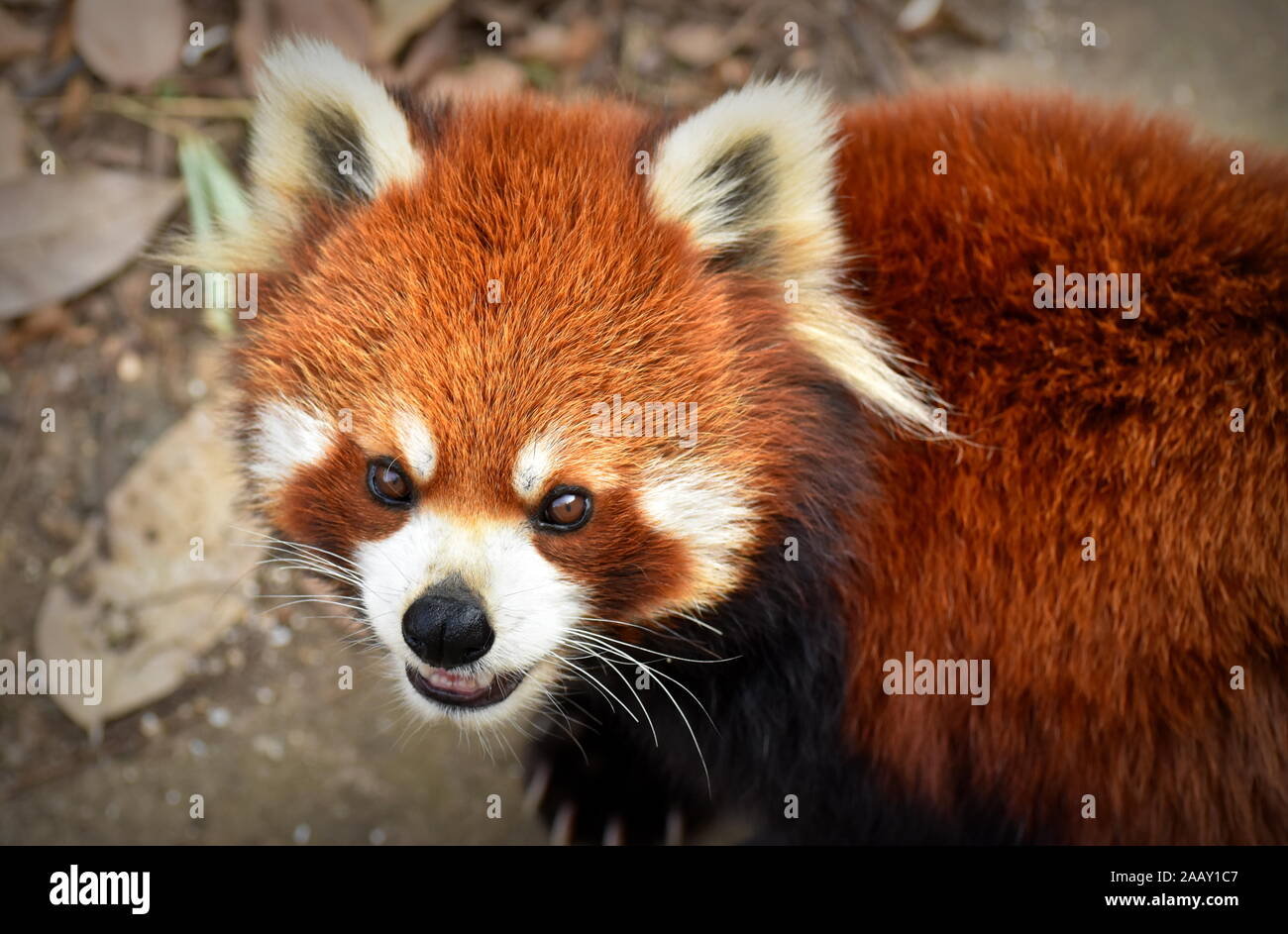 Close up on cute red panda looking up Stock Photo - Alamy