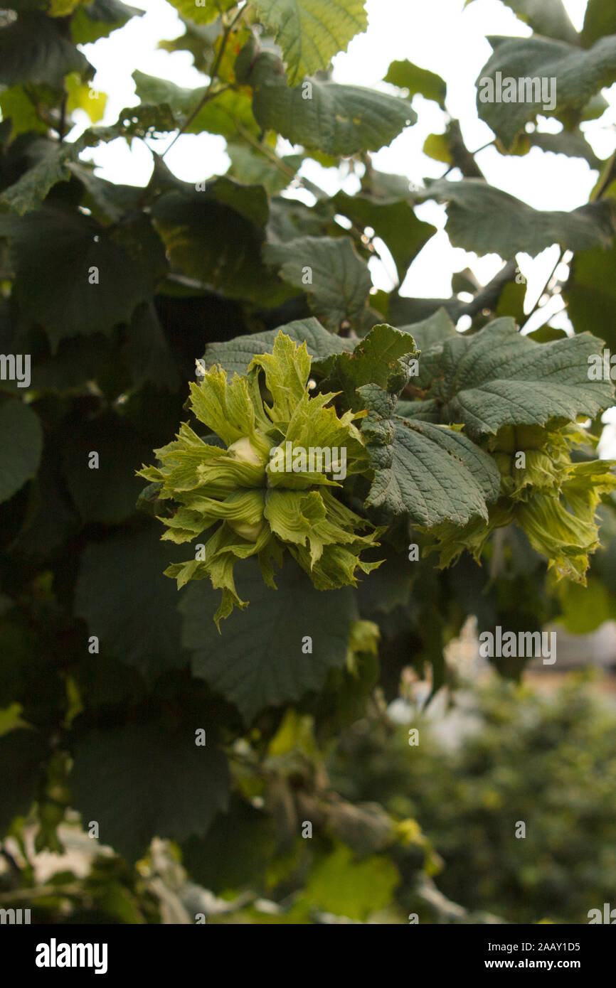 Raw young hazelnut on hazelnut bush in the garden. Rural area ...