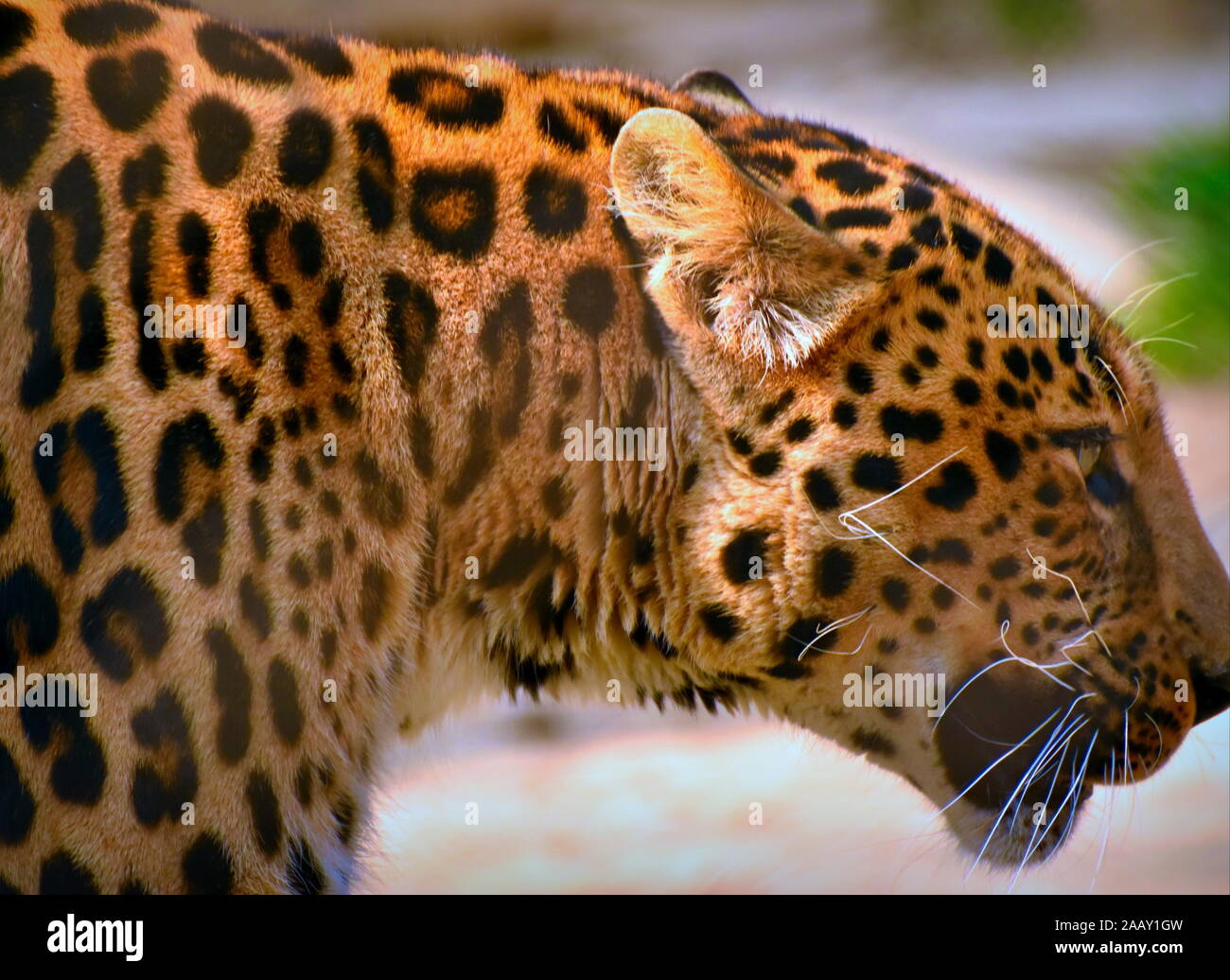 Leopard close-up side portrait Stock Photo - Alamy